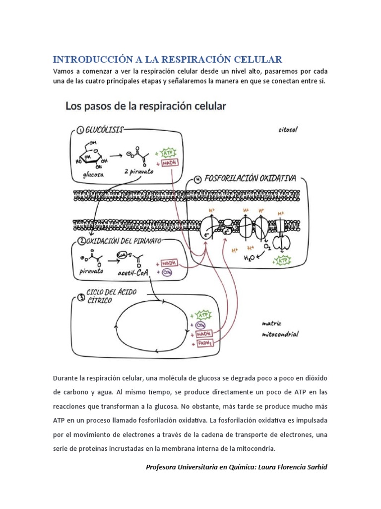 Respiracion - Celular 2022 | Descargar gratis PDF | Trifosfato de adenosina | Respiración celular