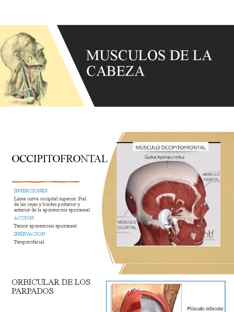 Musculos de La Cabeza | PDF | Cabeza y cuello humanos | Anatomía