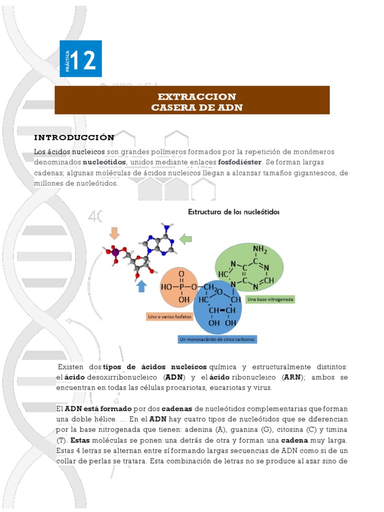 Guía Lab 12. Extraccion Casera de ADN | PDF | Ácidos nucleicos | Adn