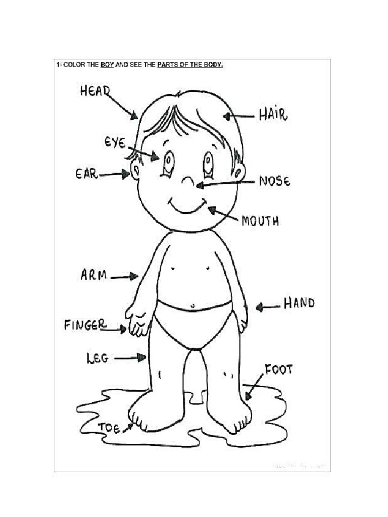 Body Part Worksheet (2 Pages) | PDF