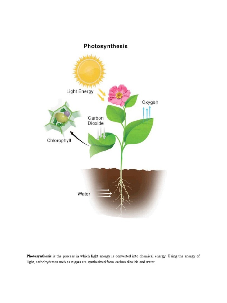 What Is Photosynthesis - Stages | PDF | Photosynthesis | Leaf