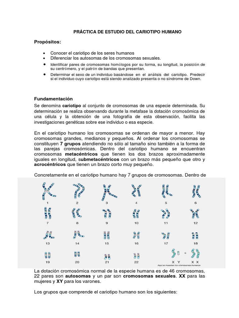 Análisis del cariotipo humano: identificación de cromosomas y determinación del sexo y posibles ...