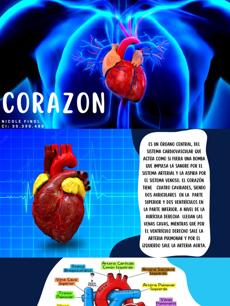 Actividad Del Corazon | PDF | Corazón | Ventrículo (corazón)