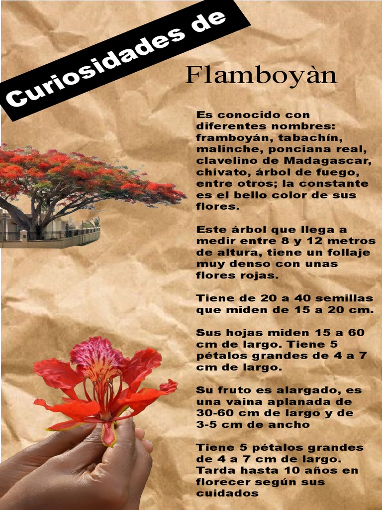Cartel Flamboyan | PDF