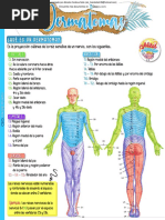 Dermatomas y Miotomas | PDF