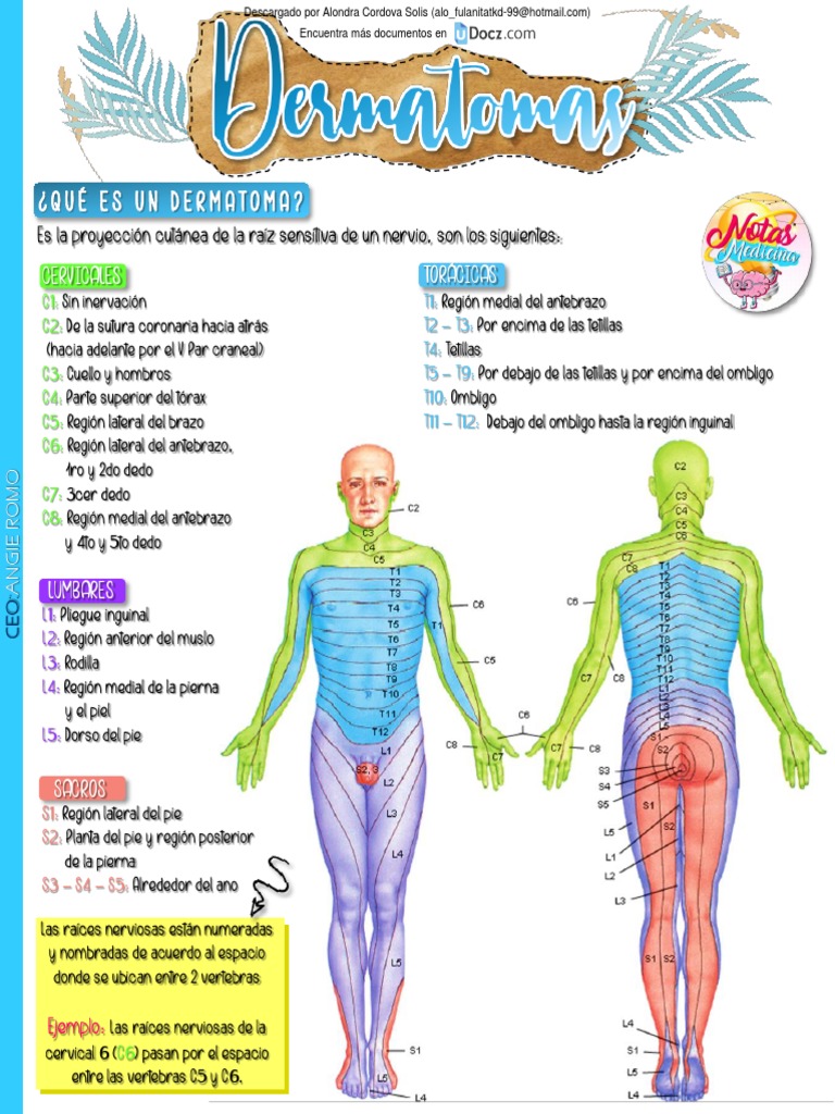 Dermatomas y Miotomas 1 Downloable | PDF | Tejido suave | Anatomía del miembro inferior