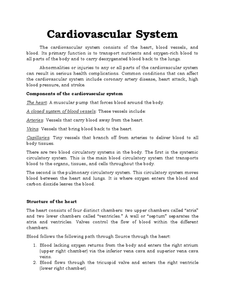 Cardiovascular System | PDF | Heart | Artery