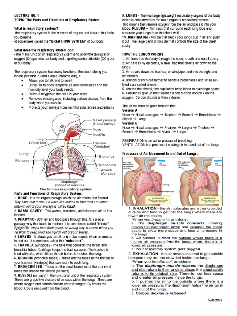 LECTURE 1 - Respiratory System | PDF | Respiratory Tract | Respiratory ...