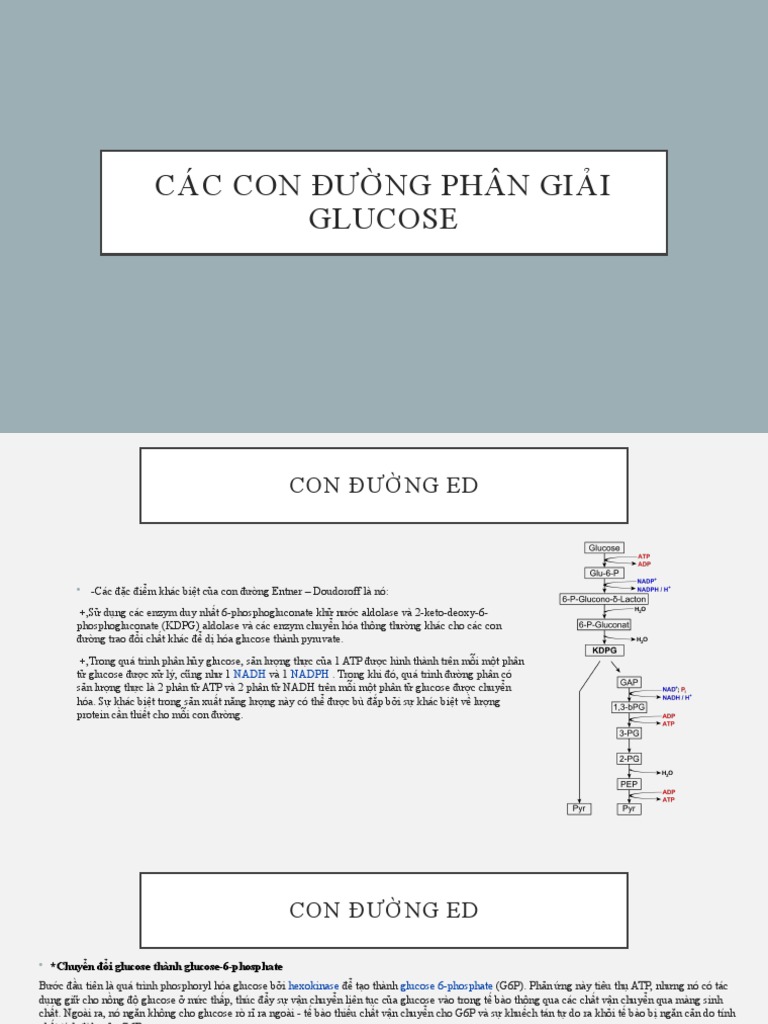 Các Con Đường Phân Giải Glucose | PDF