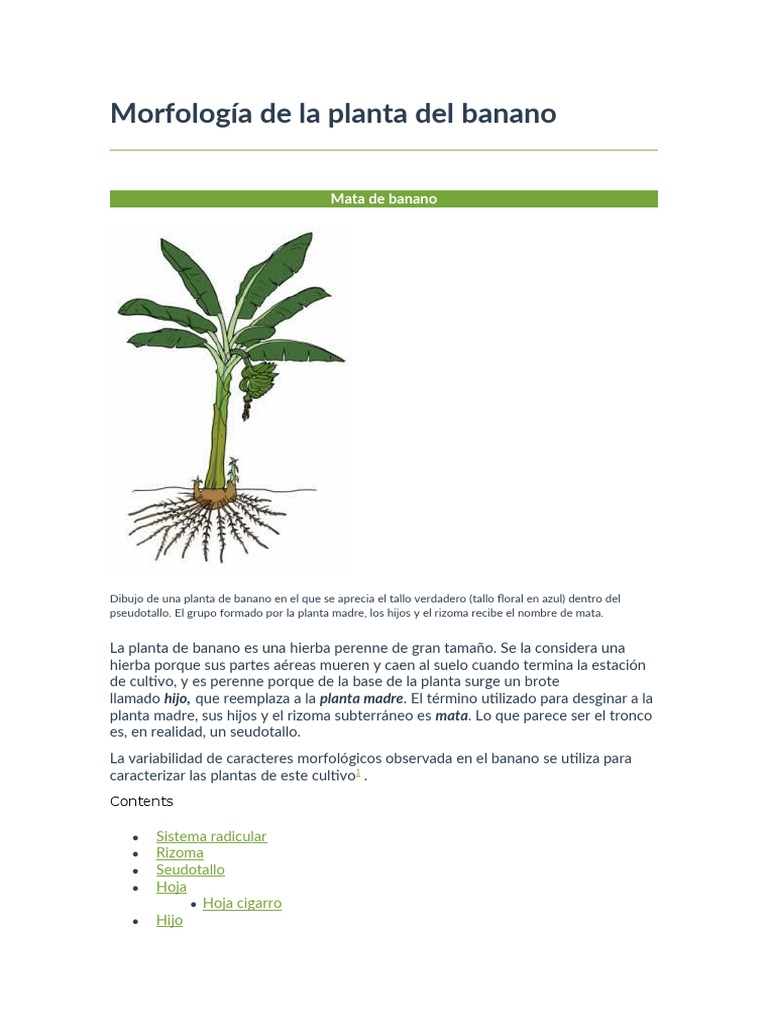Morfología de La Planta Del Banano | Descargar gratis PDF | Hoja | Flores