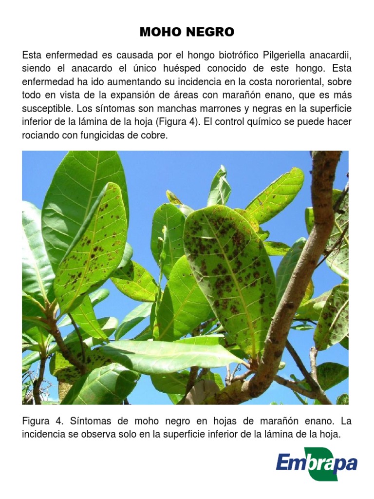 Enfermedades Cultivo Anacardio Mil Line Productions C.A | PDF | Plantas ...