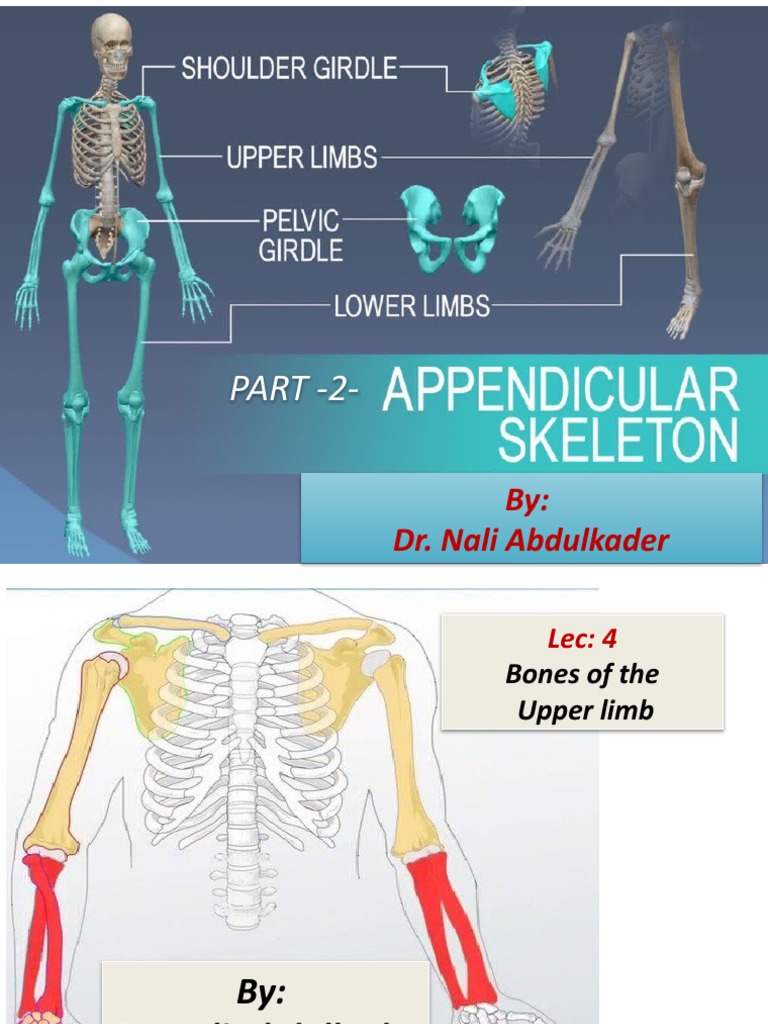 Lecture 4 - Bones of The Upper Limbs | Download Free PDF | Elbow | Anatomy