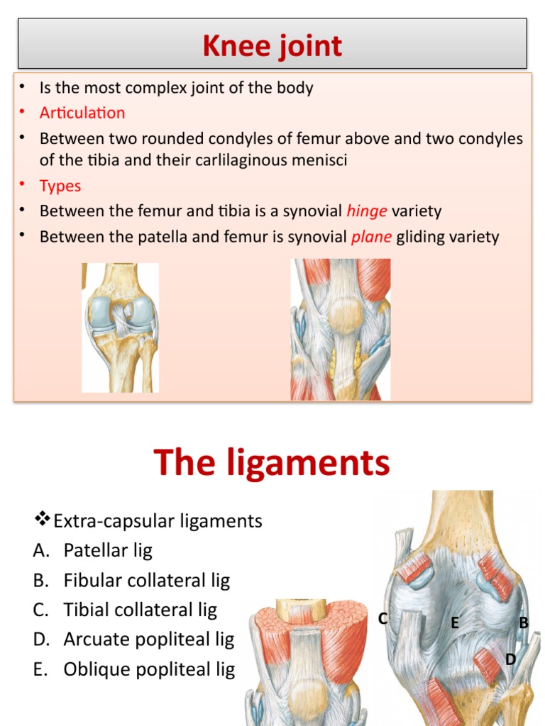 (Week 10) The Knee Joint | PDF