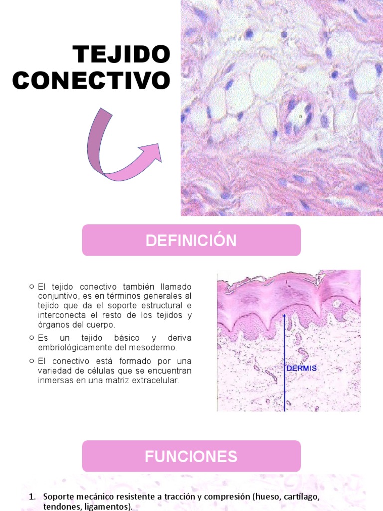 Tejido Conectivo T 4 2 Pdf Tejido Conectivo Tejido Adiposo