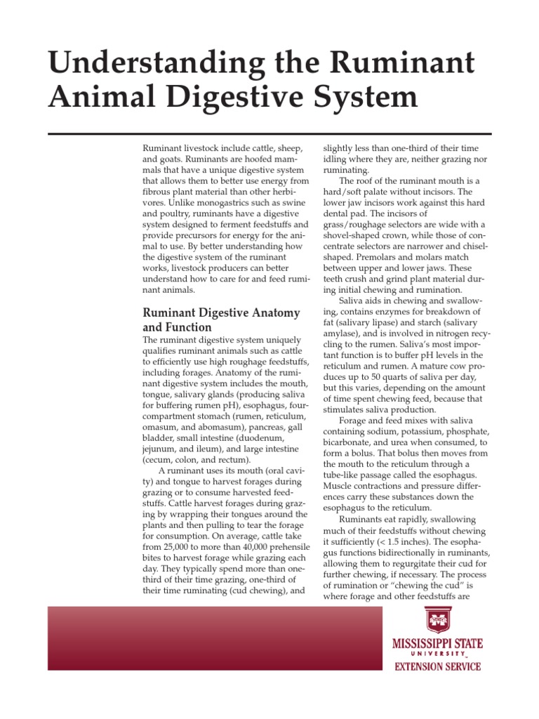 Understanding The Ruminant Animal | PDF | Ruminant | Digestion