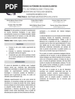 Anatomía y Cuidado de la Rata Wistar | PDF