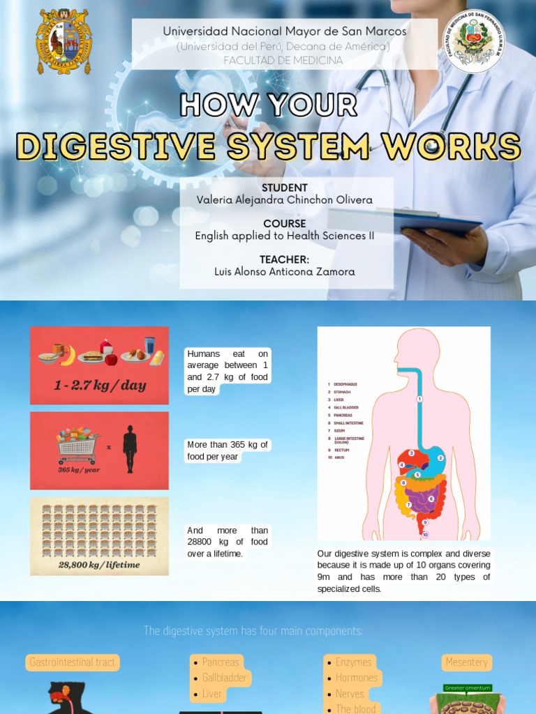 How Your Digestive System Works | PDF | Small Intestine | Human ...