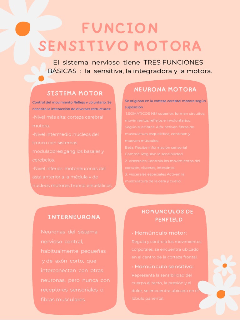 Funciones del Sistema Sensitivo Motor | PDF | Músculo esquelético ...