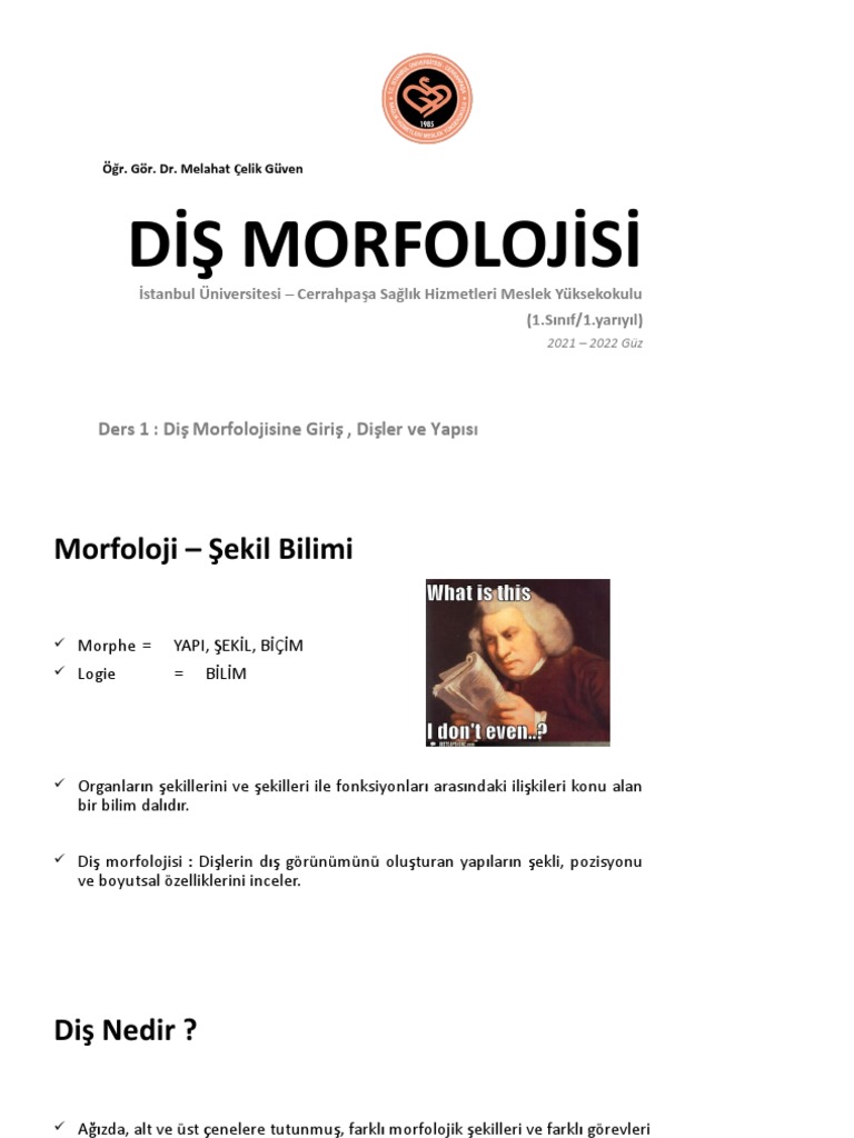 Ders1 - Diş Morfolojisine Giriş, Dişler Ve Yapısı | PDF