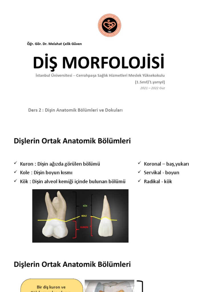 Ders2 - Dişin Anatomik Bölümleri Ve Dokuları | PDF