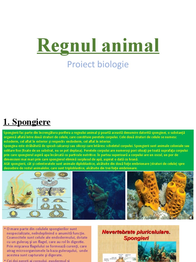 Regnul Animal Proiect Biologie | PDF