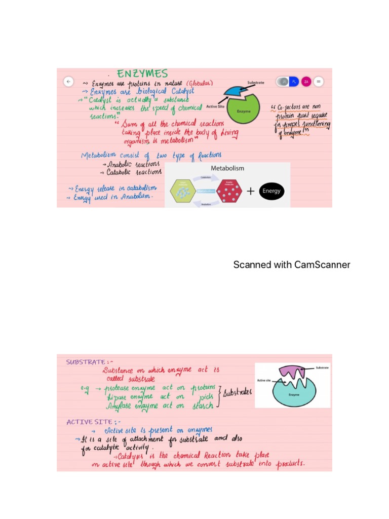 Enzymes Notuss | PDF