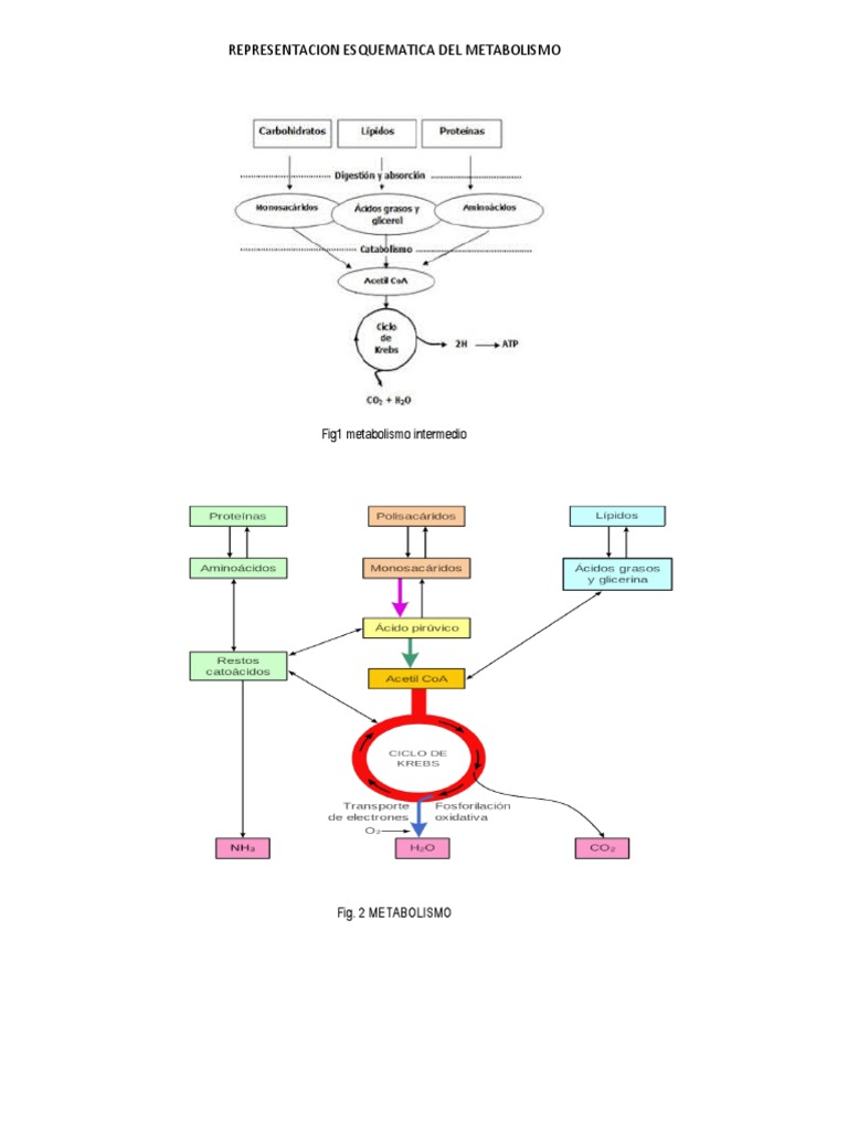 ESQUEMA DE METABOLISMOS y CICLO DE KREBS | PDF | Ciclo del ácido ...