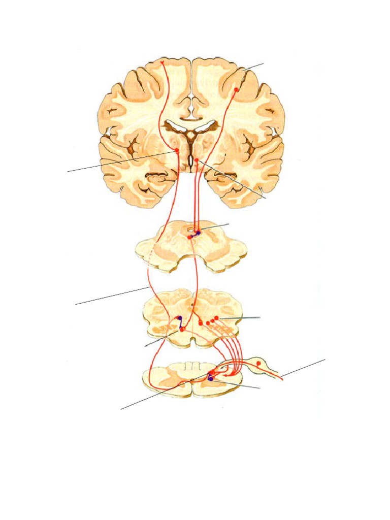 Analgesia Endógena - Tarea | PDF