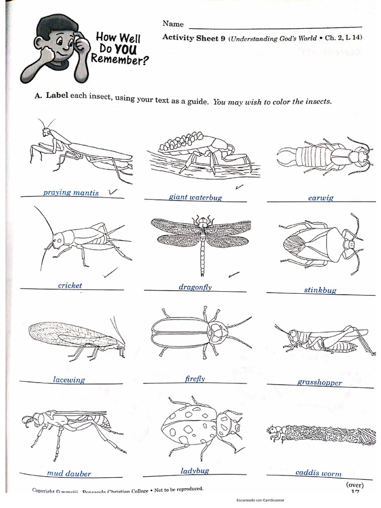 Insects Labe Worksheet Activity Extra Pdf