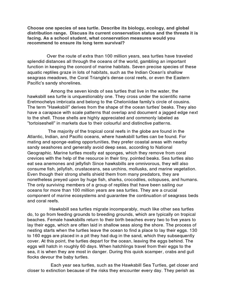 Sea Turtle Essay | PDF | Sea Turtle | Sea