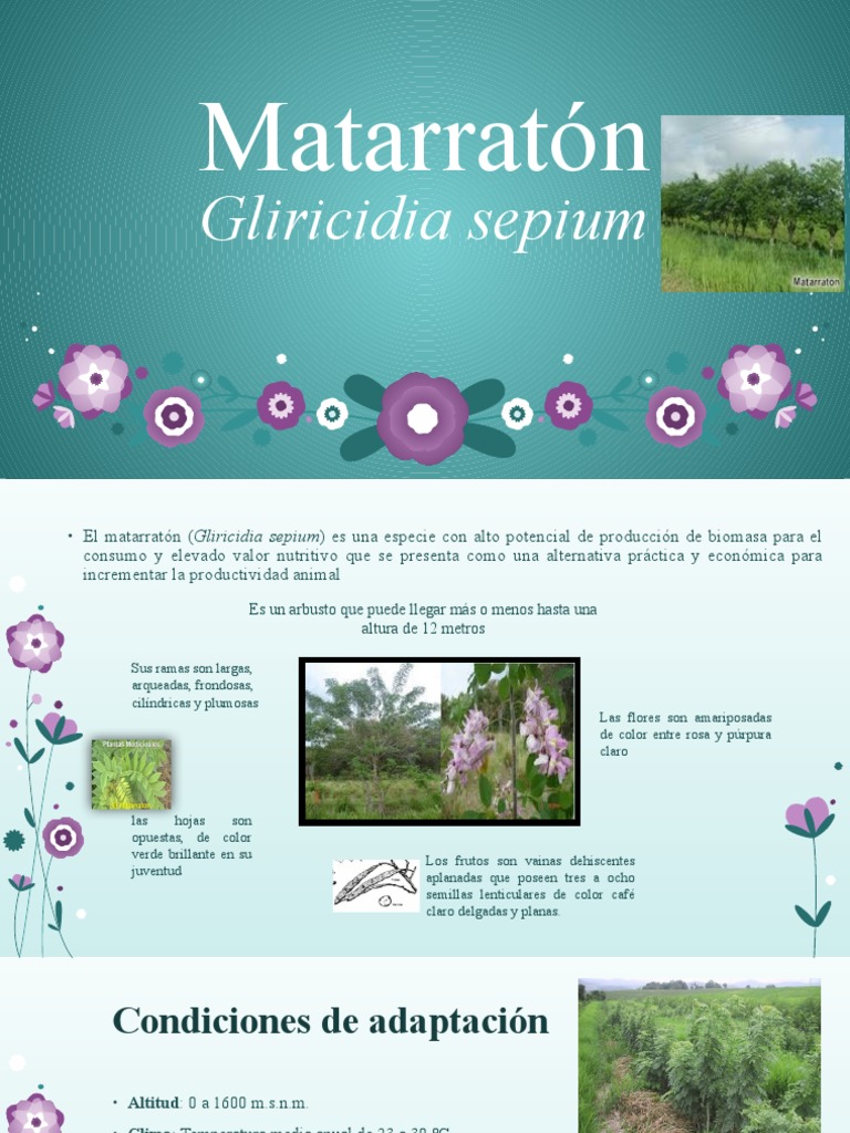 Presentacion Del Matarraton | PDF