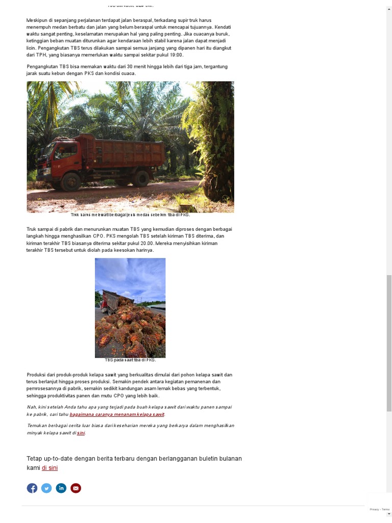 Dari Kebun Ke Pabrik Dalam 24 Jam - PT Sinar Mas Agro Resources and Technology TBK (PT SMART TBK ...