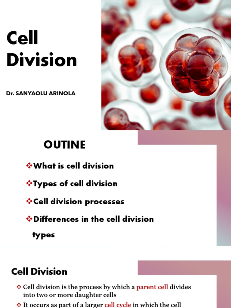 Cell Division | PDF | Mitosis | Meiosis