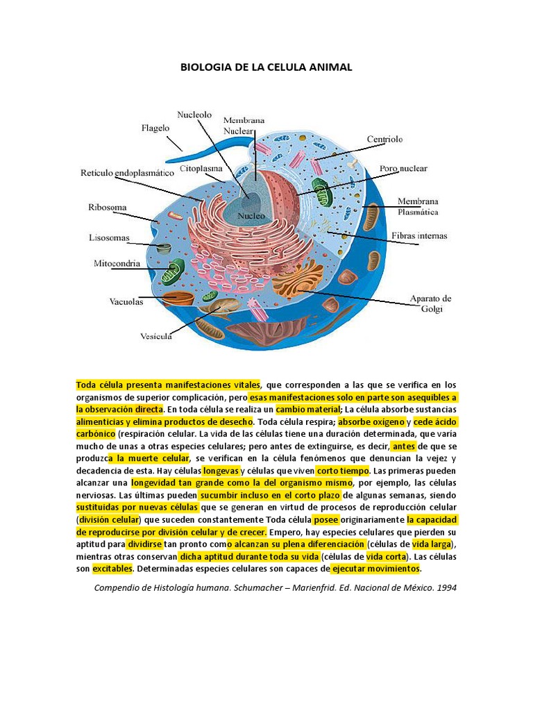 Biología de la Célula Animal | PDF