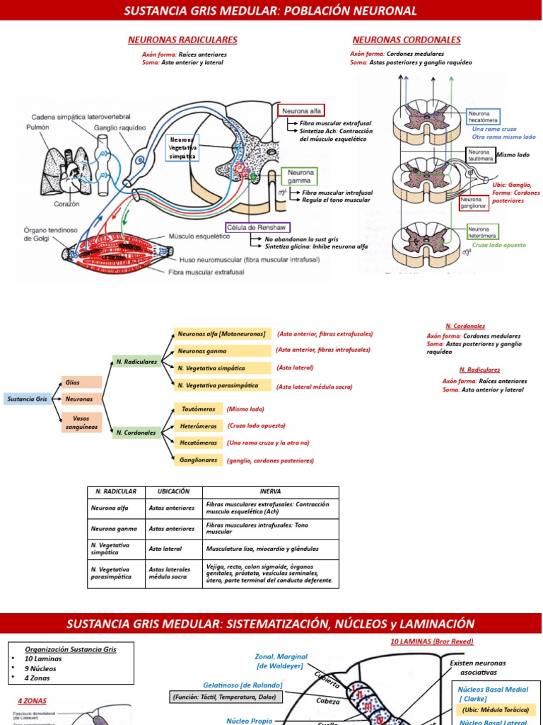 3.1. y 3.2 Resumen de Medula Espinal Y Tronco Encefálico | PDF | Médula espinal | Materia gris