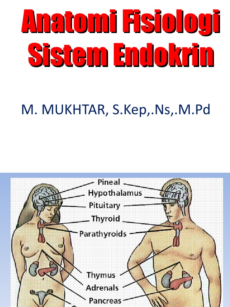 Anfis Endokrin | PDF
