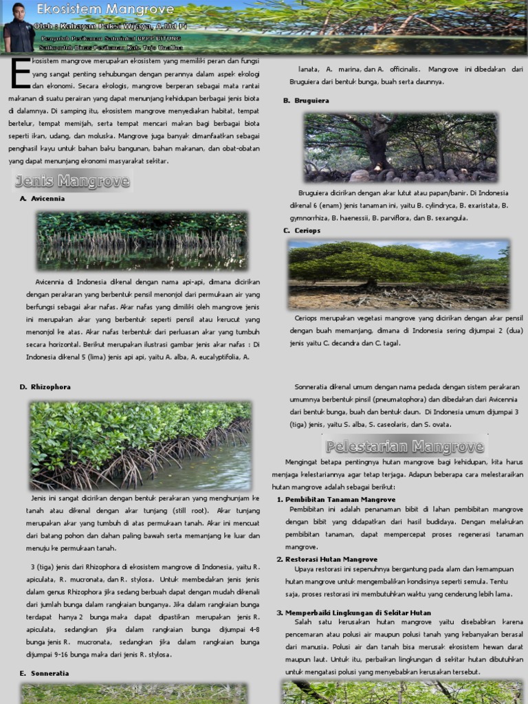 Mangrove | PDF