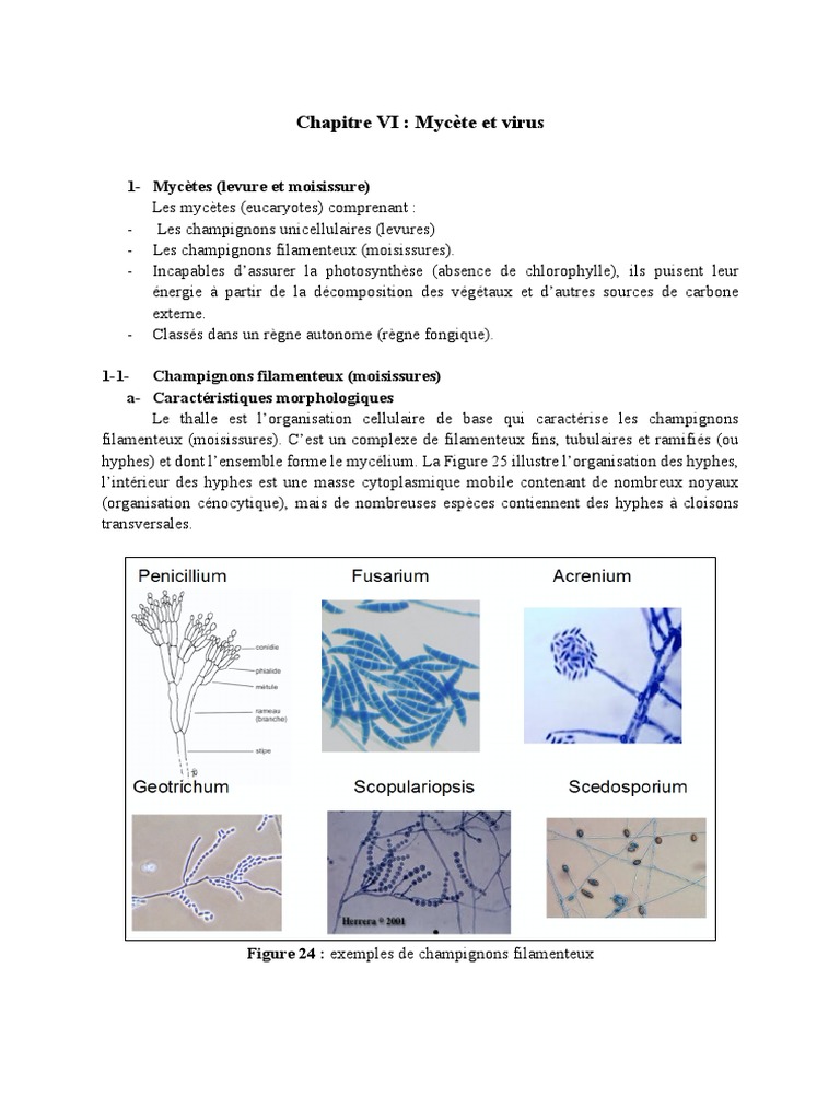 Champignons filamenteux : caractéristiques et reproduction | PDF ...
