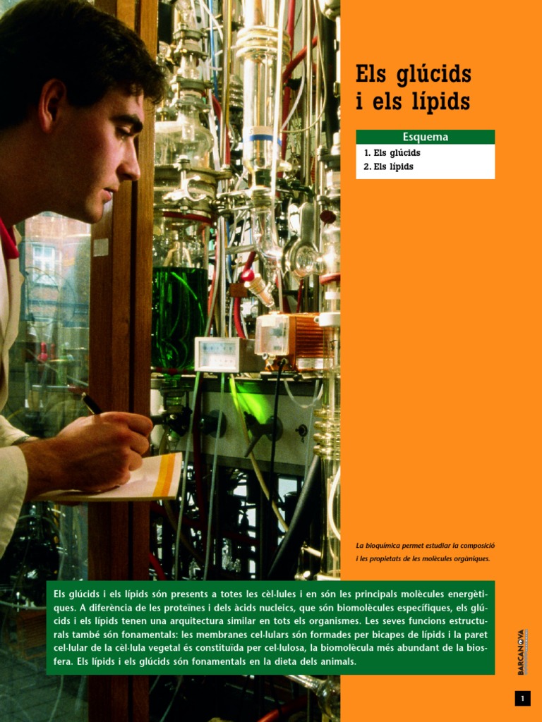 Els Glúcids I Els Lípids: Esquema | PDF