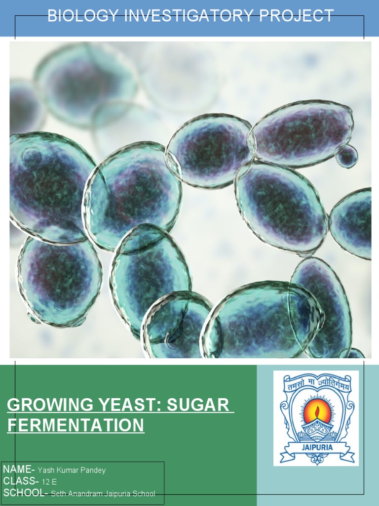 Yeast Fermentation Project | PDF | Fungus | Yeast