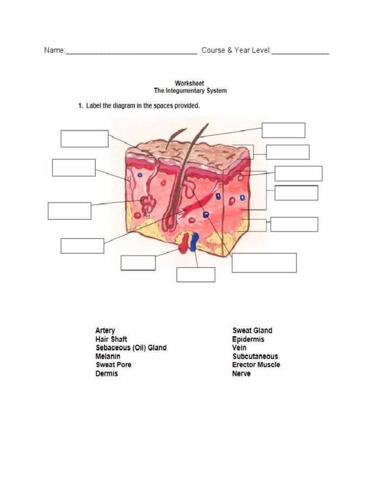 Activity 3 Integumentary System | PDF