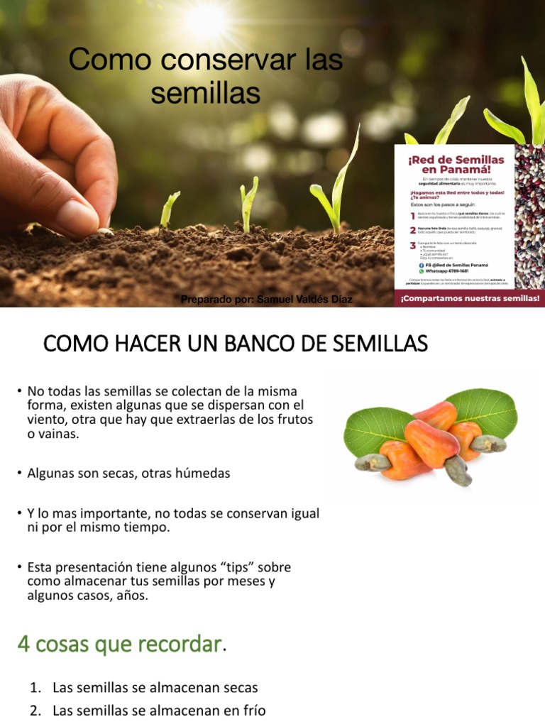 Como Conservar Las Semillas | PDF | Semilla | Mango
