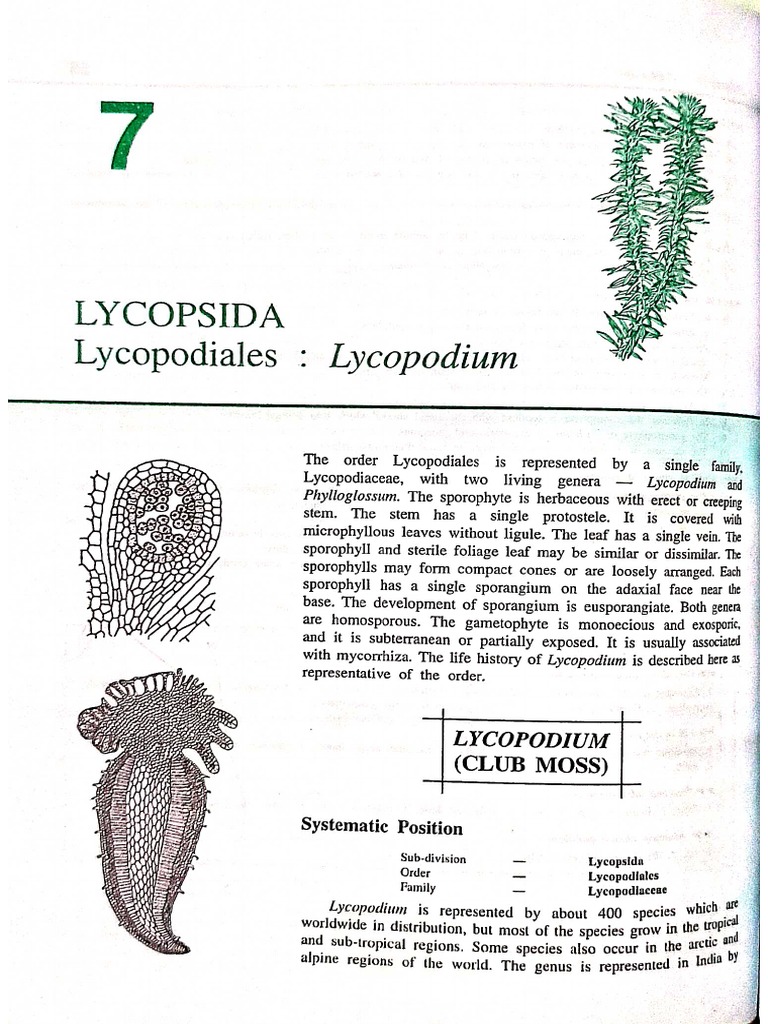 Lycopodium | PDF