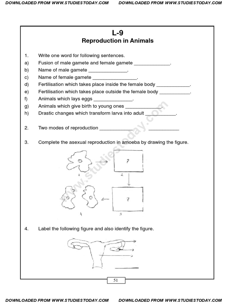 Class 8 Reproduction in Animals Worksheet | PDF