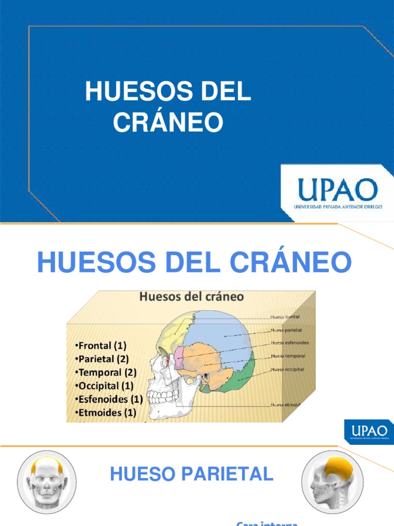 Huesos Del Cráneo Pdf Cráneo Sistema Musculoesquelético