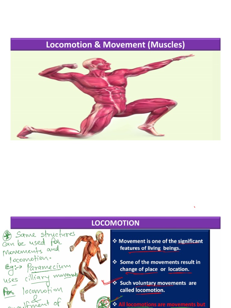 Locomotion & Movement (Muscles) | PDF | Muscle Contraction | Skeletal ...