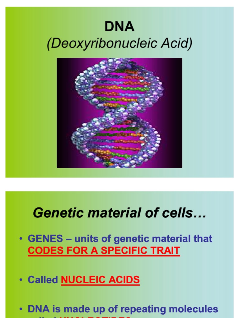 DNA Notes | PDF | Translation (Biology) | Dna