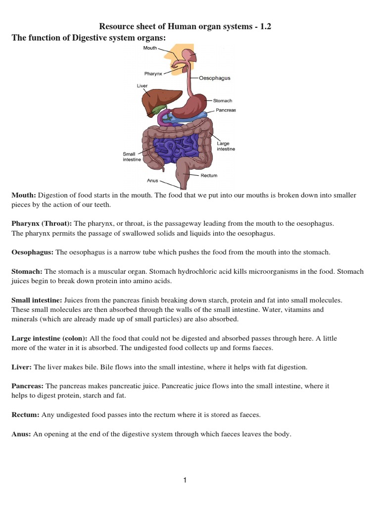 Resource Sheet of Human Organ Systems - 1.2 | PDF | Digestion | Lung