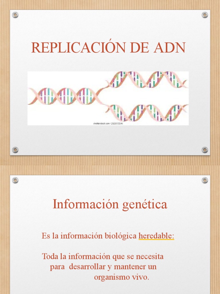 Replicacion Del ADN | PDF | Replicación De Adn | Adn