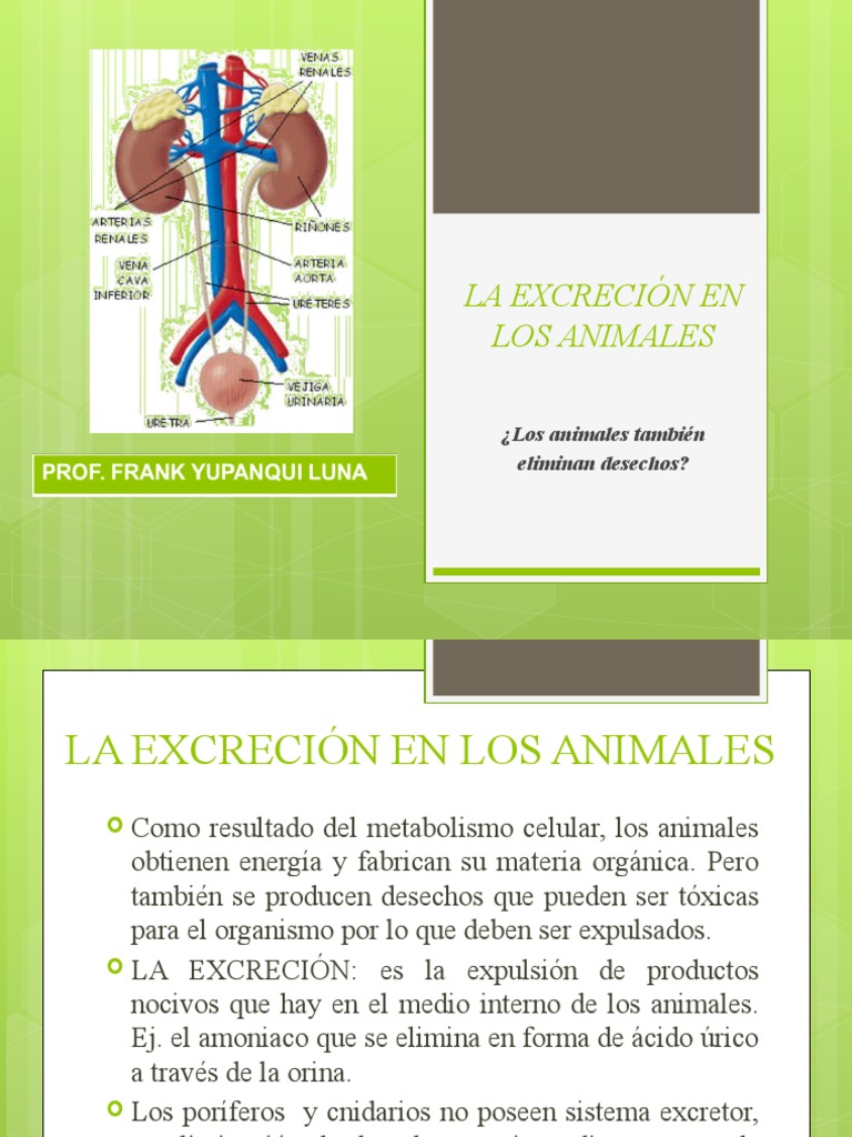 La Excrecion en Los Animales | PDF | Riñón | Sistema urinario